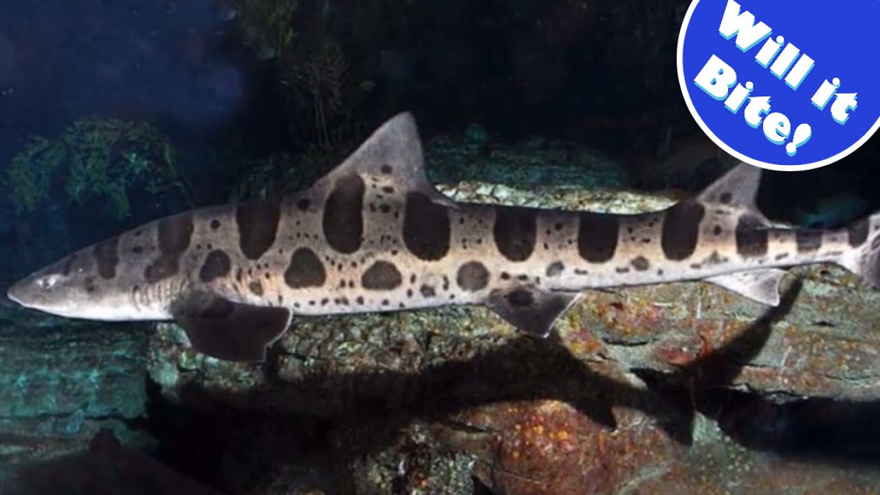 Going face to face with the leopard shark - YouTube