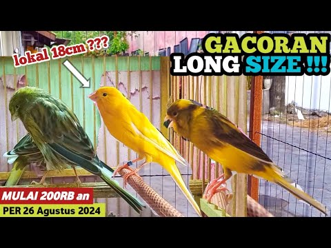 Kenari Gacoran bahan lomba seindah ini banyak bonus lagi #kenarijogja ...