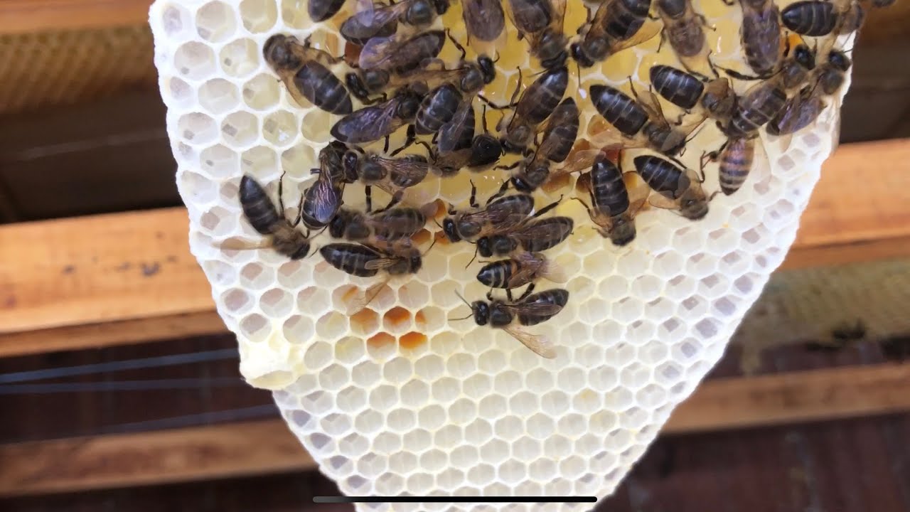 releasing the Queen Bee | BeeHive Management 6 - YouTube