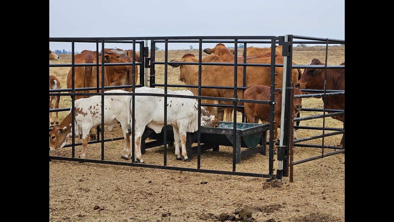Kalf kruip voer hekkies en voer krale :: Calves creep crawl feed gates ...