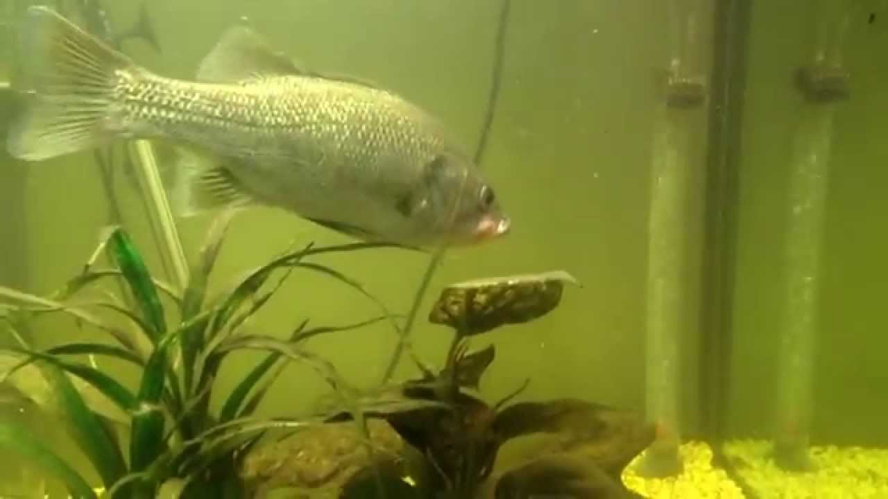 My pet Aussie Bass - YouTube