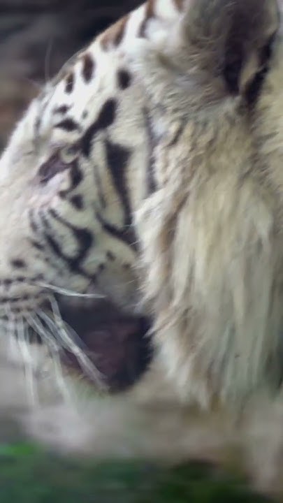 The Truth About White Tigers - YouTube