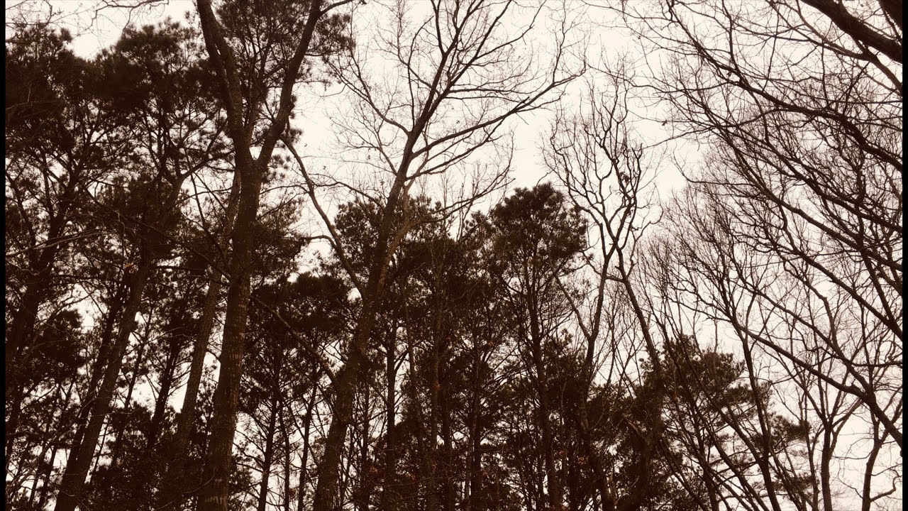 Love is like a tree, it grows of its own accord, it puts down deep ...