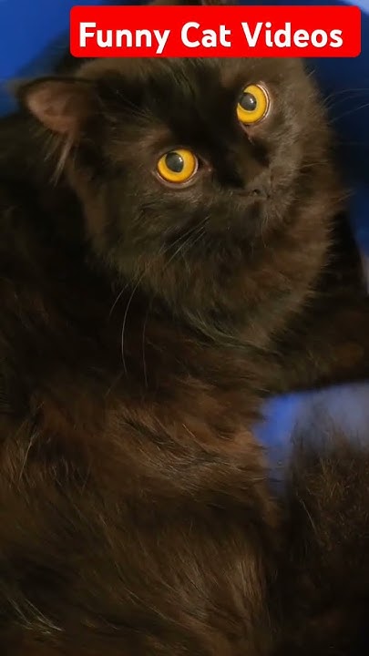 Cat Fails And Wins The Purrfect Compilation 😹 Youtube