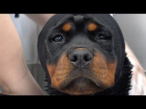 World class Rottweiler puppy first spa day
