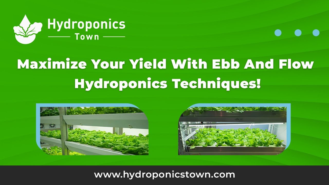 Maximize your yield with the Ebb and flow hydroponics techniques ...