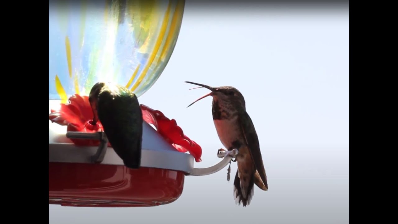 We fixed a broken hummingbird! - YouTube