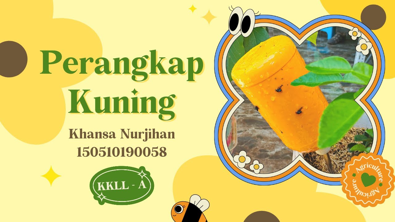 Cara Membuat Perangkap Kuning secara Sederhana — Fakultas Pertanian ...