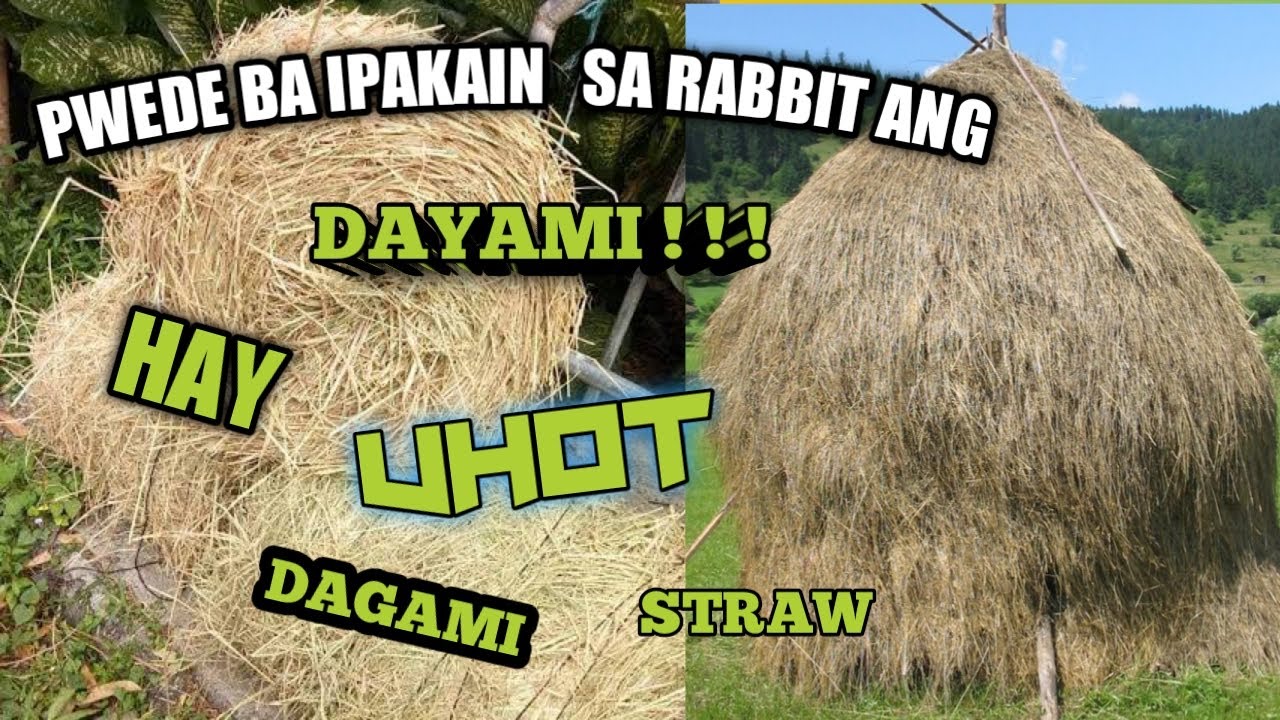 RABBIT FARMING | Storing hay for Rabbit | Pwede ba ipakain sa Rabbit ...