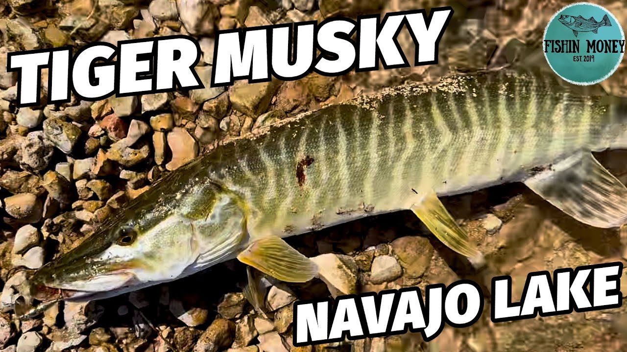 This Lake Holds Monsters! Tiger Muskie Fishing Adventure at Navajo Lake ...