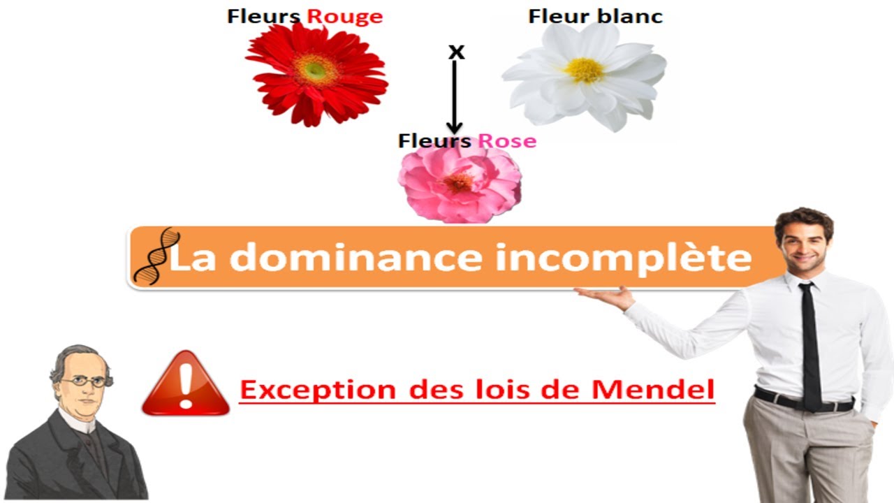 La Dominance incomplète - YouTube