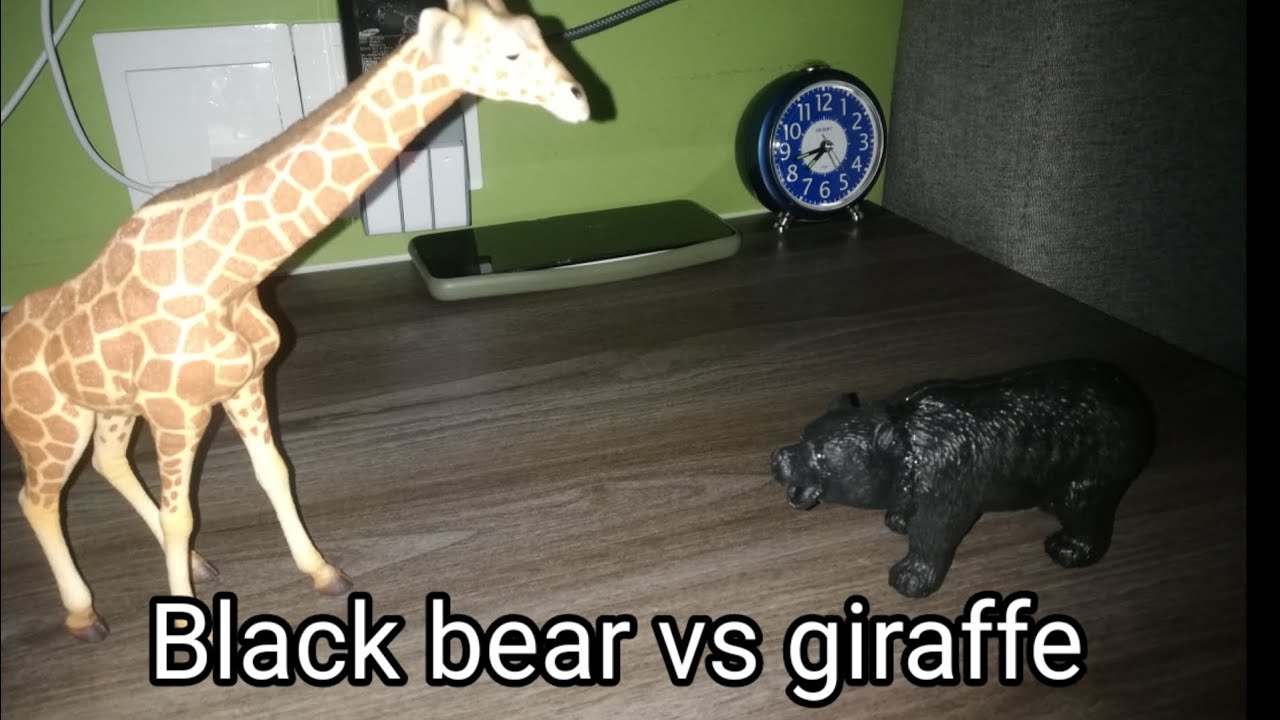 Animal battle fight ep11: Black bear vs giraffe - YouTube
