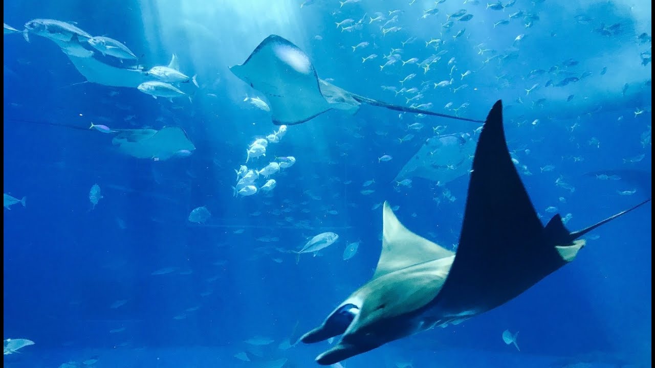 Relaxing Music to Relieve Stress Animals of the Ocean 4K Scenic ...
