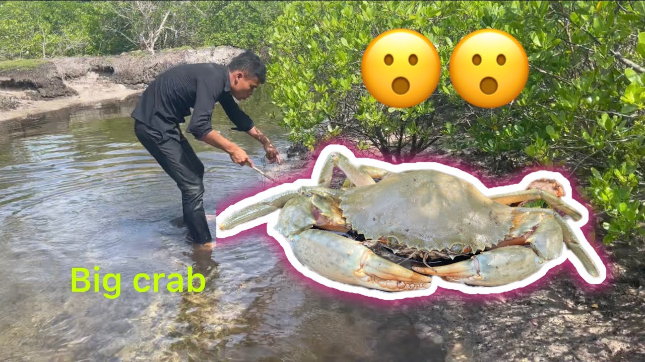 Very big crabs#crab #crabs #crabcurry #crabcleaning #crabby #crabbing #fishing #viralvideo # ...
