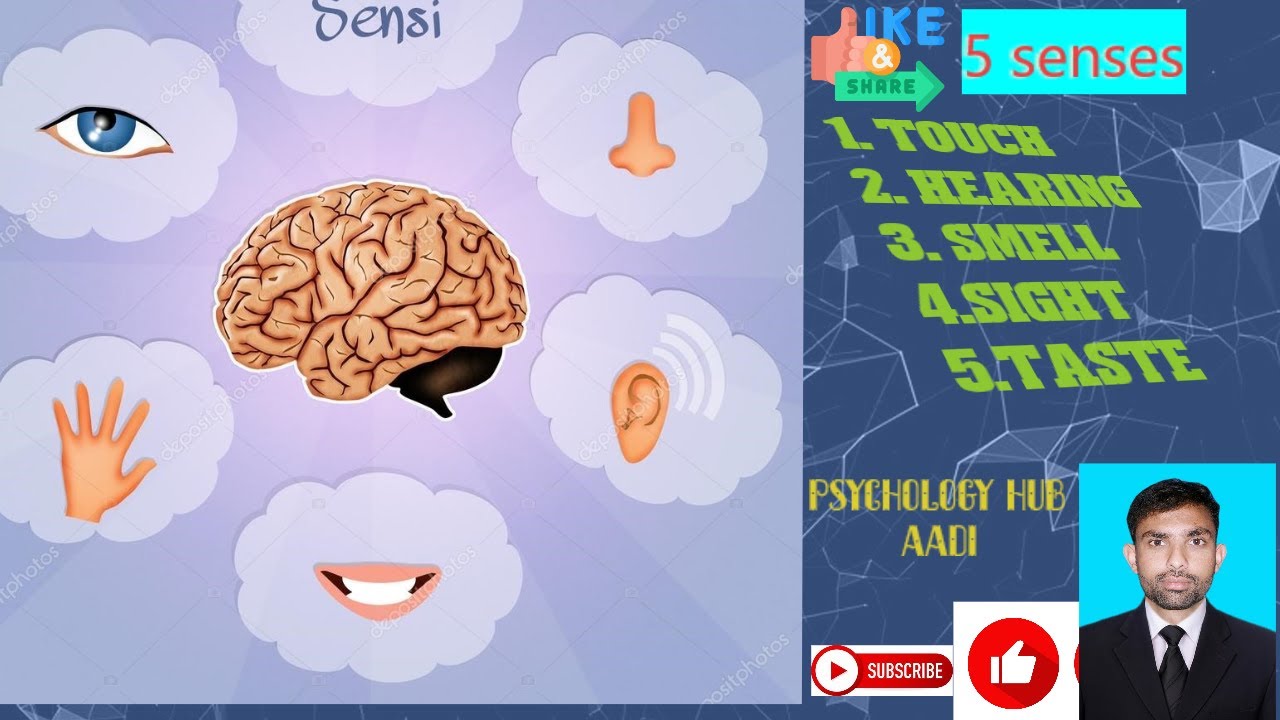 5 SENSES.TOUCH,HEAR,SMELL,TASTE,SIGHT - YouTube