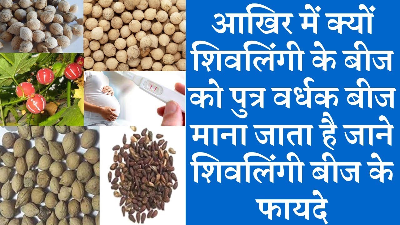 Shivlingi Seeds Benefits and Use शिवलिंगी बीज के हैरान करदेने वाले ...