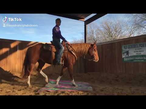 5 yo Otoe mare
