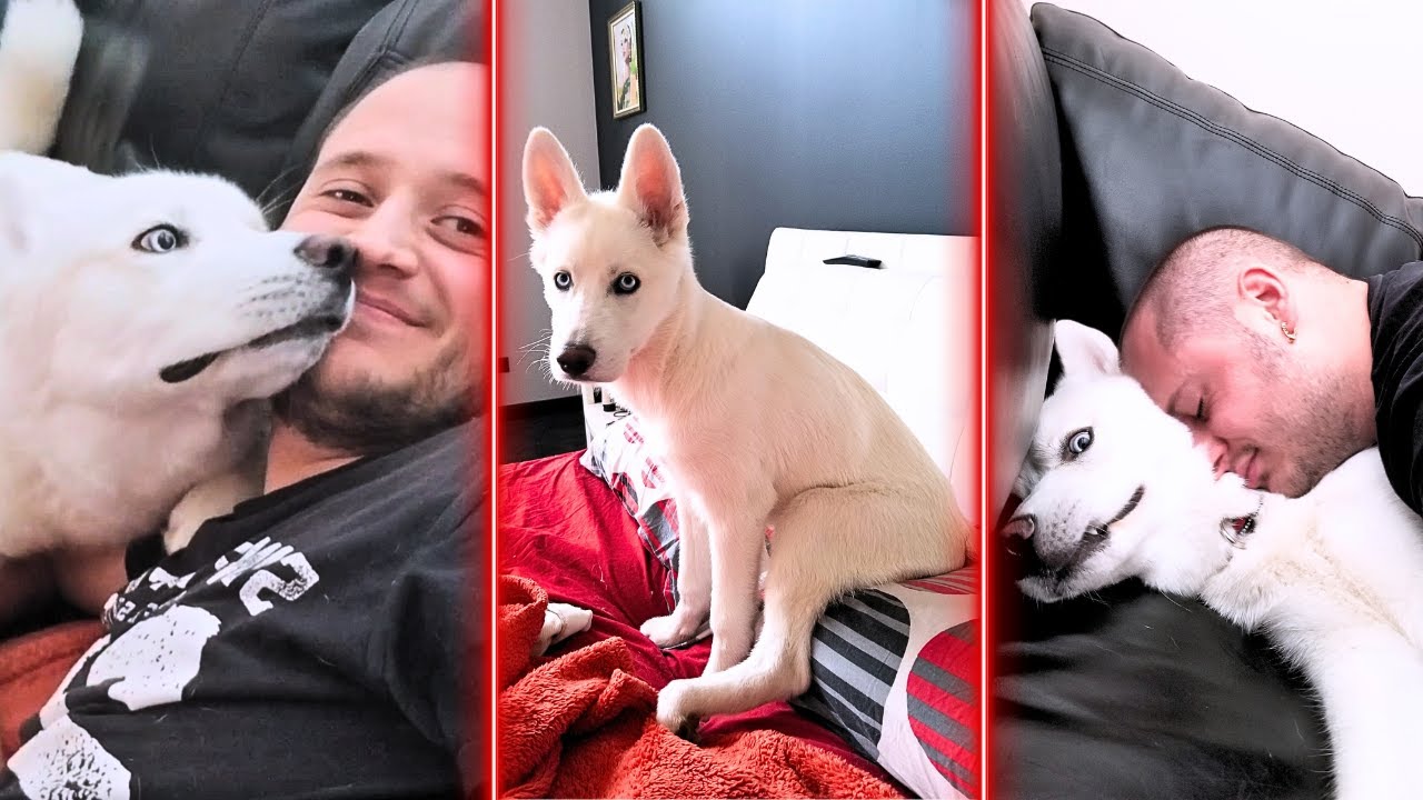 Ways to Have Fun with Your Husky🙃😋 Thumbs Up if you like Husky!👍Funny ...