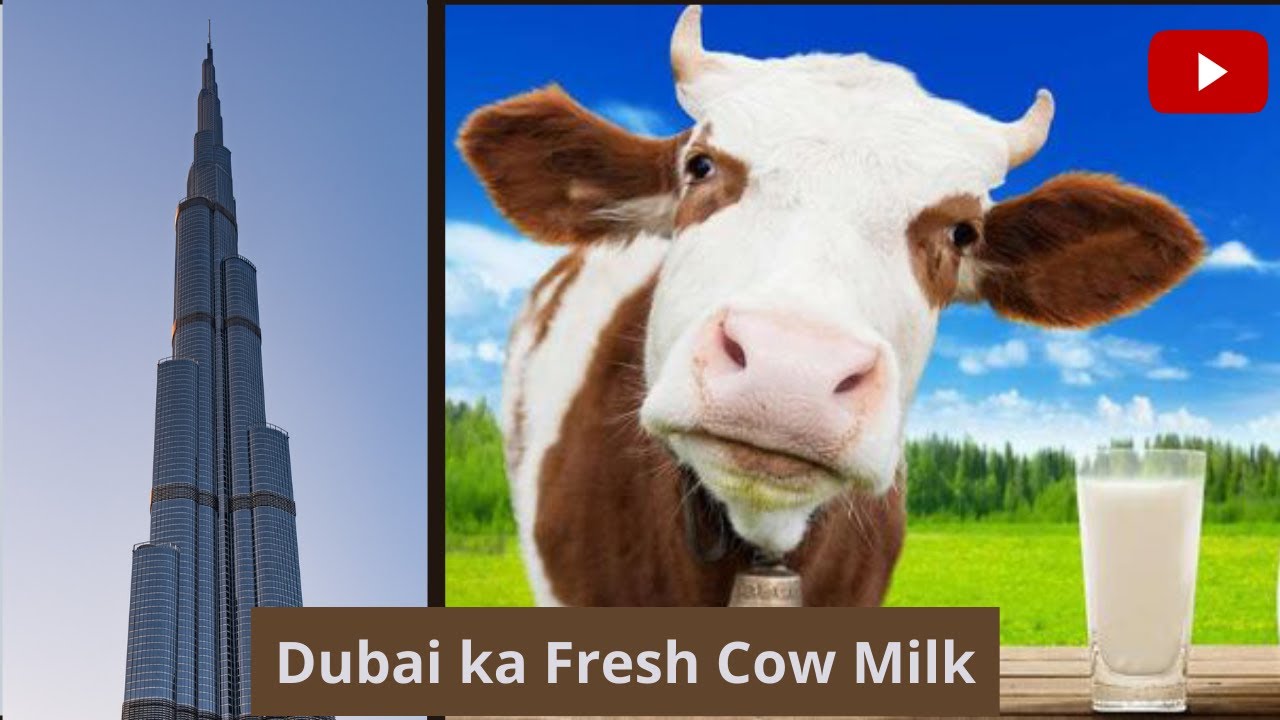 How we get Fresh Cow Milk in Dubai. - YouTube