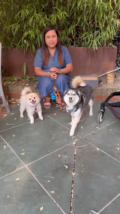 Hello doggy’s, pomsky & Pomeranian - YouTube