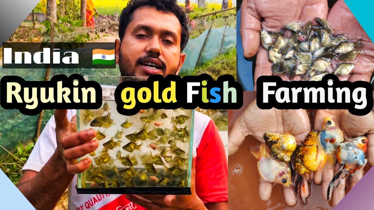 Latest Goldfishes Farm at Kolkata in India | Ryukin & Ranchu Goldfish ...