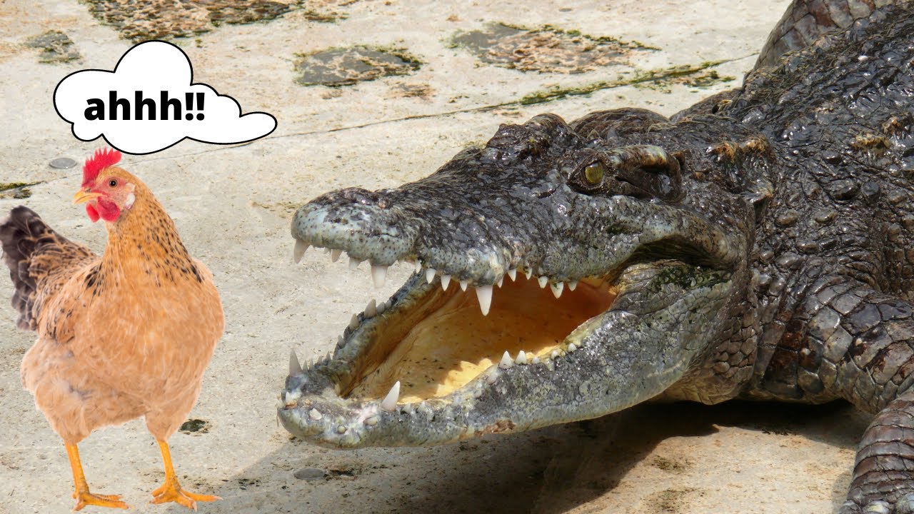 Crocodile Eats Chicken - YouTube