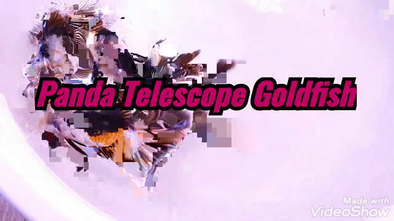 Panda Telescope Moor Goldfish. - YouTube