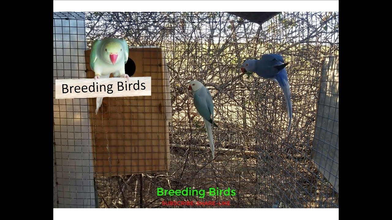 Best Breeding Indian Ringnecks 5 Pairs - YouTube
