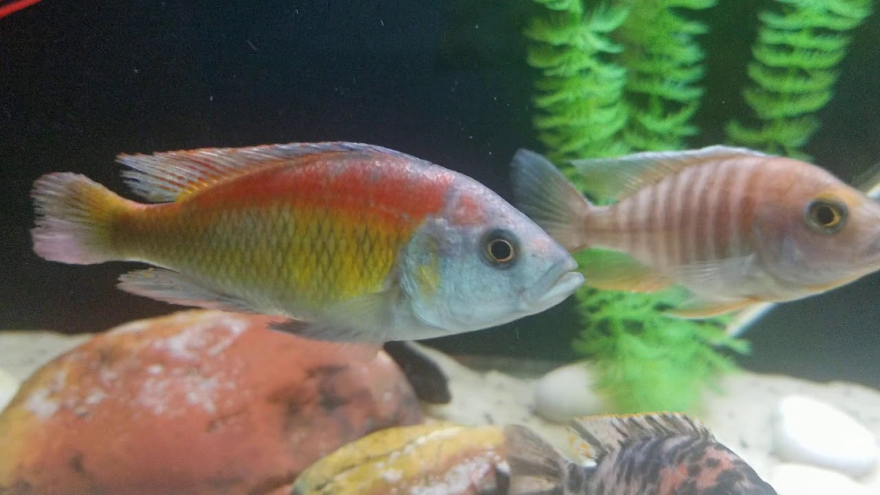 Fish Profile - YouTube