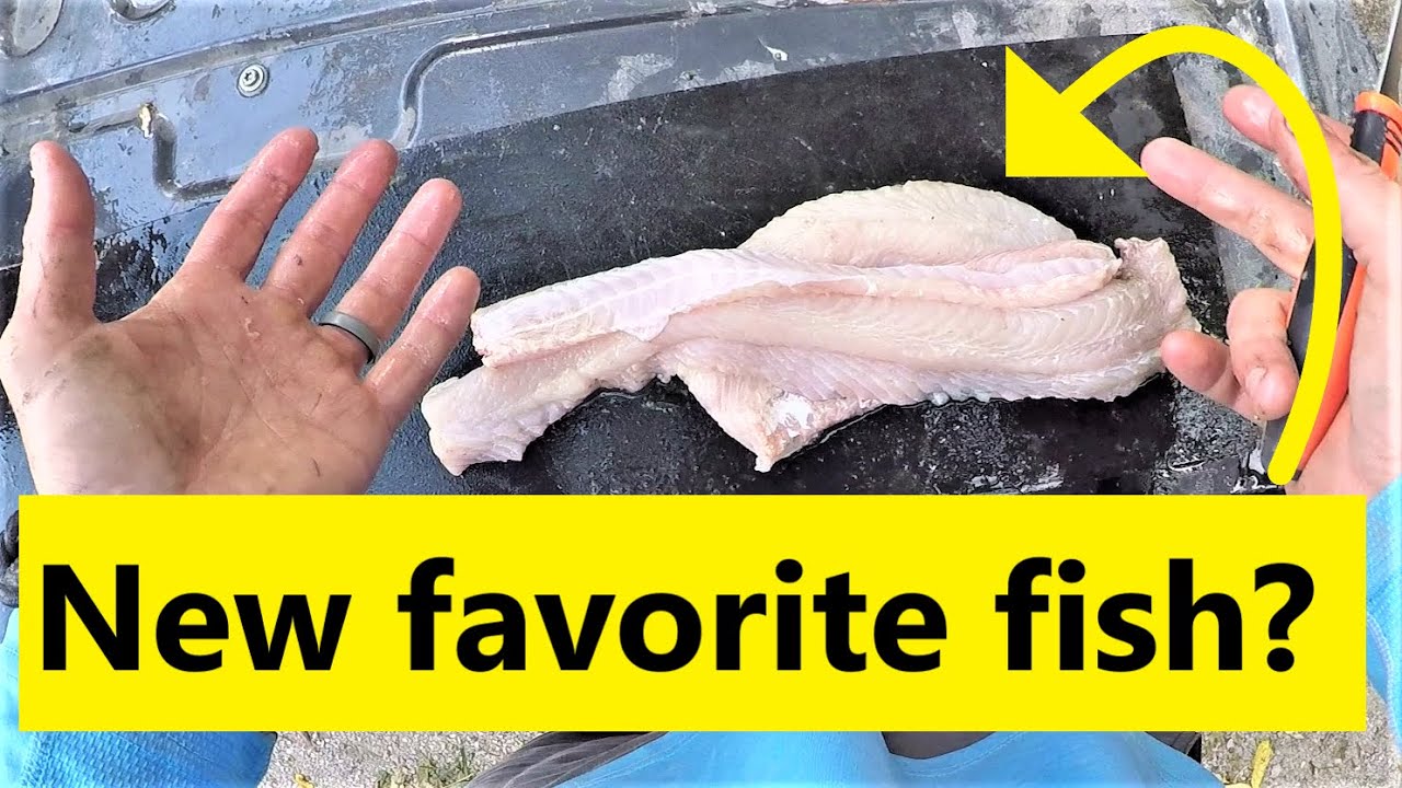 The WEIRDEST Fish I've Eaten! (It was delicious) - YouTube