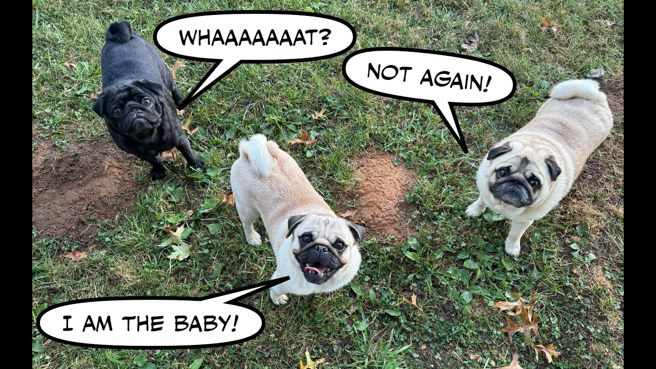 Memes Pug Dog 18 Memes About Pugs That Will Crack You Up