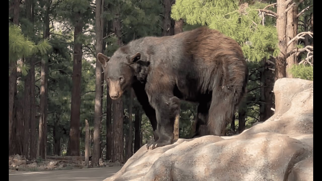 BEARIZONA - Drive Thru Zoo in Williams, AZ - YouTube