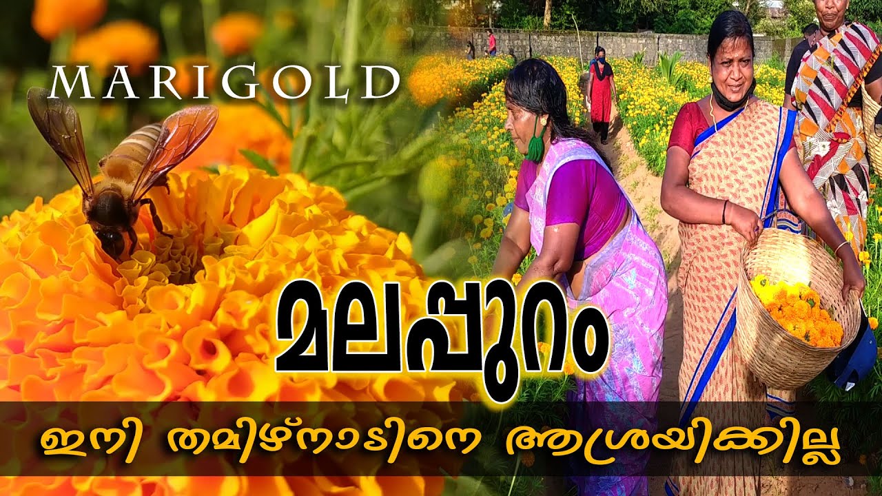Kerala Mallika Farm | Unniyal Marigold Flower | Bandhi Flower | Unniyal ...