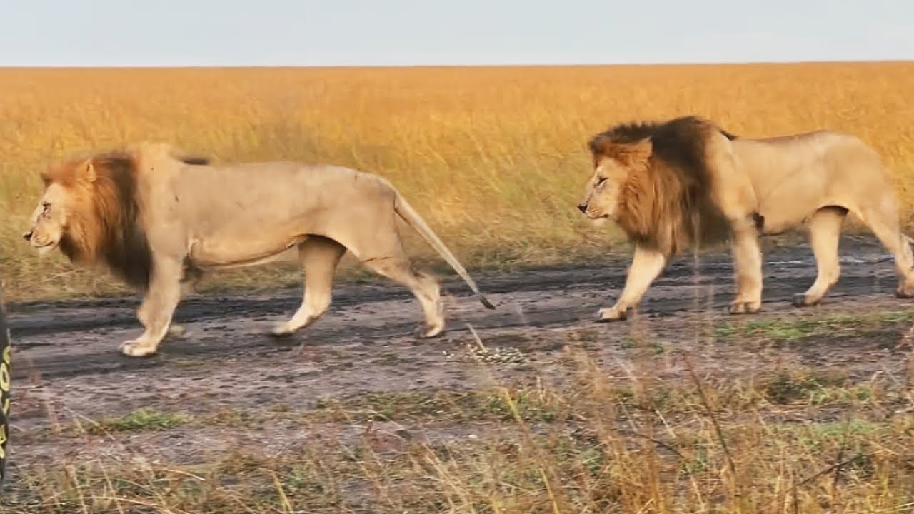 Black Rock Male Lions Oloshipa & Oloimina on Patrol | Masaimara | 25 ...