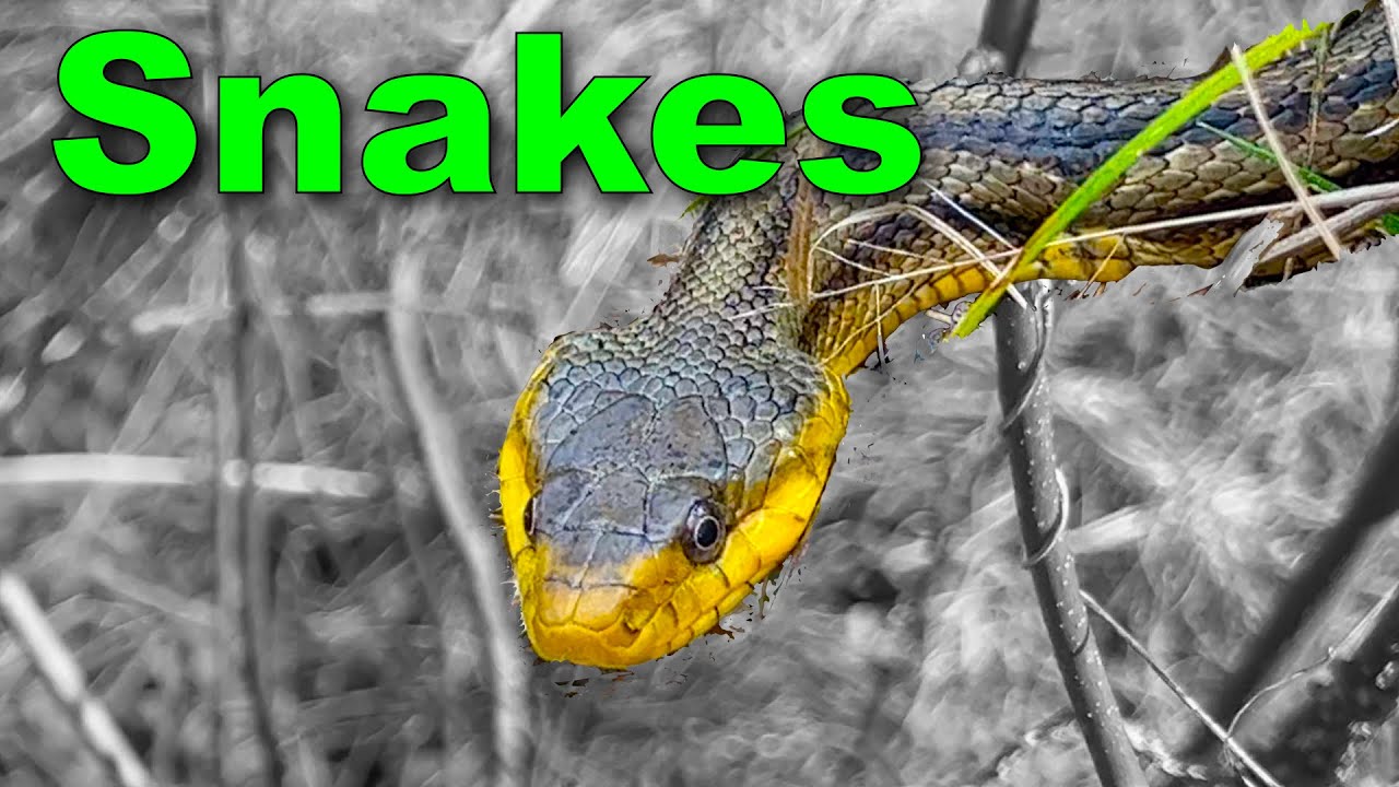 EPIC Herping in South Carolina: Hunting for Snakes & Rare Turtles! 2023 ...