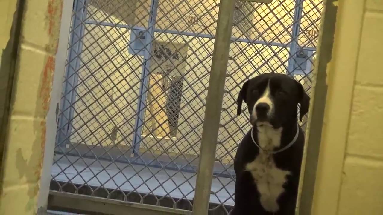 Dog Excited to Get Rescued - YouTube