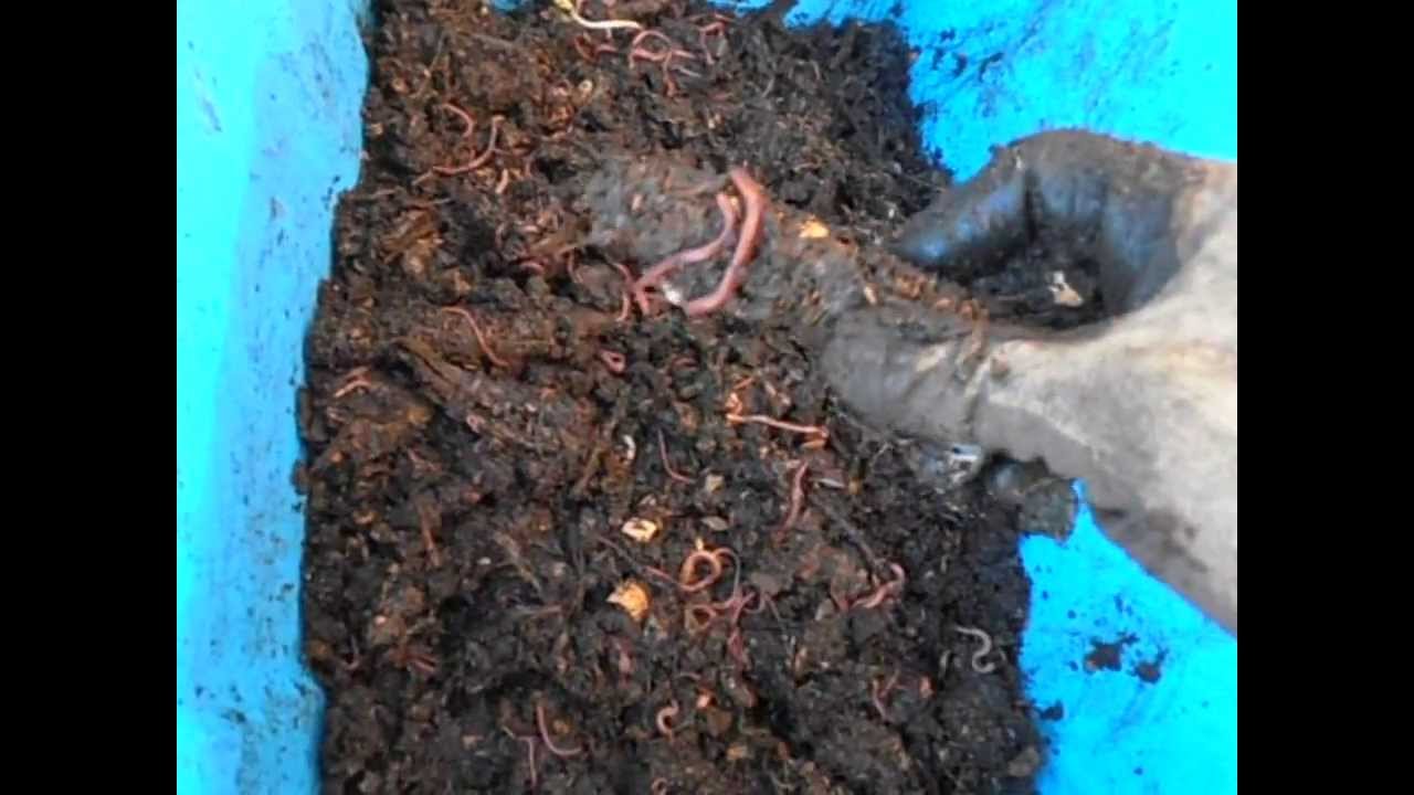 Vermicompostera casera 1 - YouTube