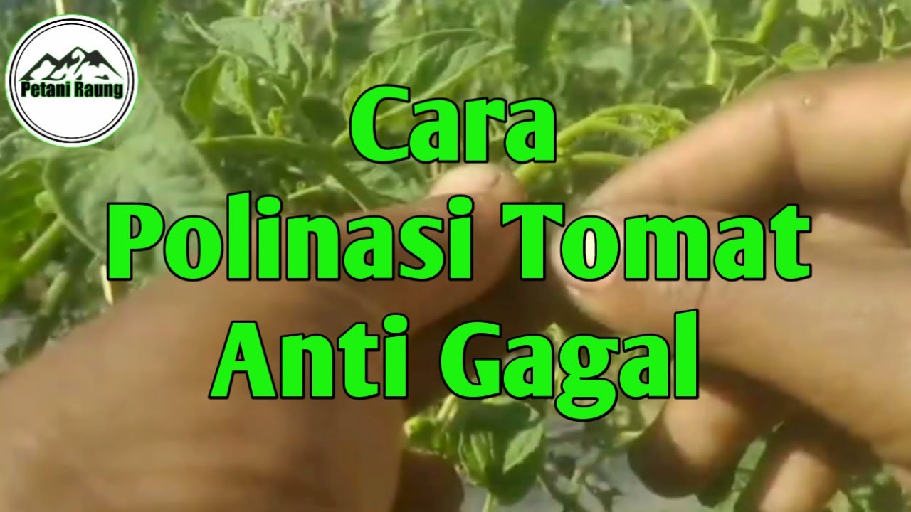 Cara Mudah Polinasi TOMAT #polinasi #tomat #dengancarapeluntir - YouTube