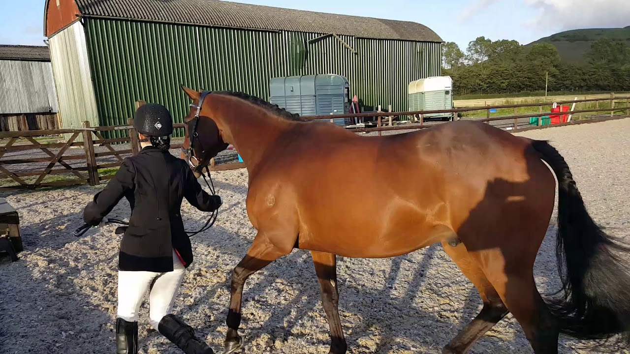 Sharp EquiMind In hand Show RoR Retrained Racehorse - S13 - YouTube