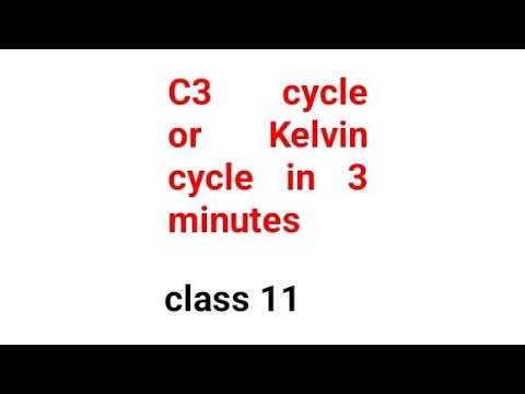 C3 cycle or Kelvin cycle in 3 minute - YouTube
