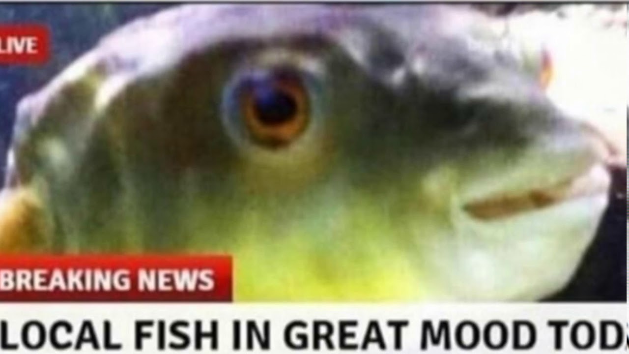 Local fish in great mood today - YouTube