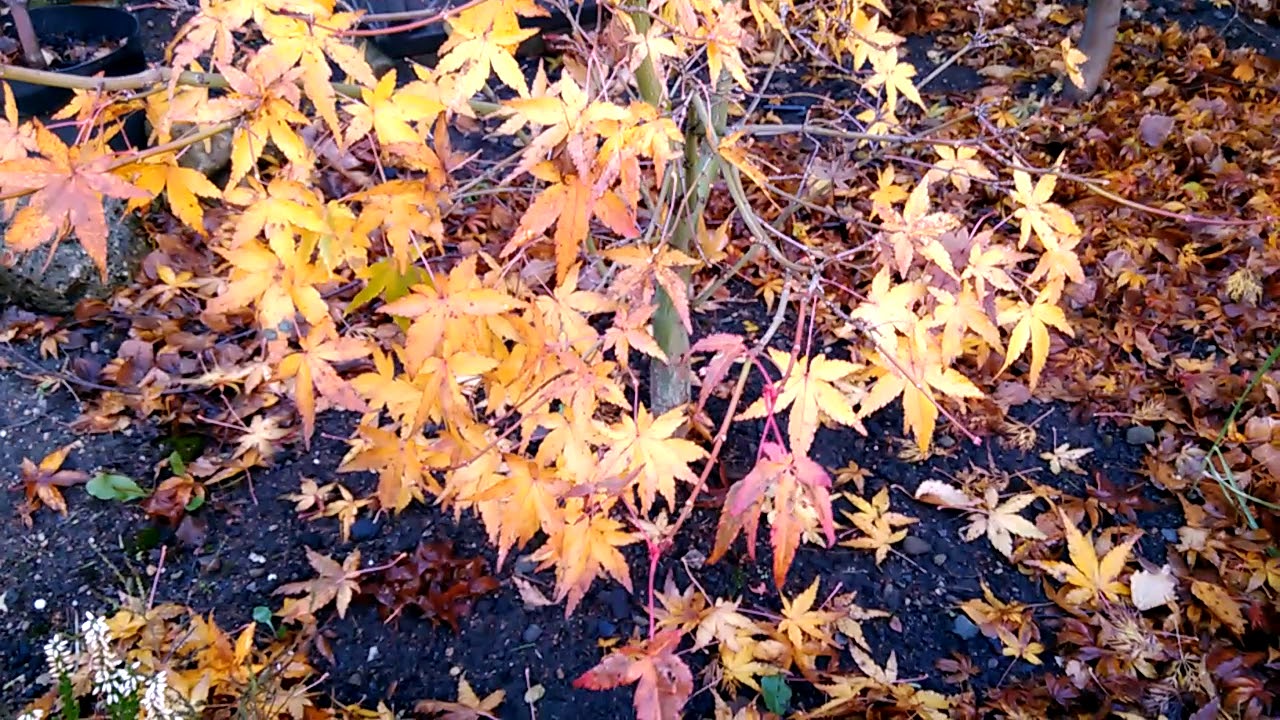 Japanese Maple Acer Palmatum Ueno Yama - In Autumn (part 4 of 4) - YouTube