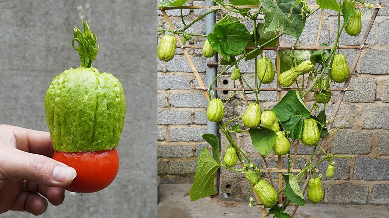 How To Grow Chayote With Fruit Is Simple But Highly Effective - YouTube