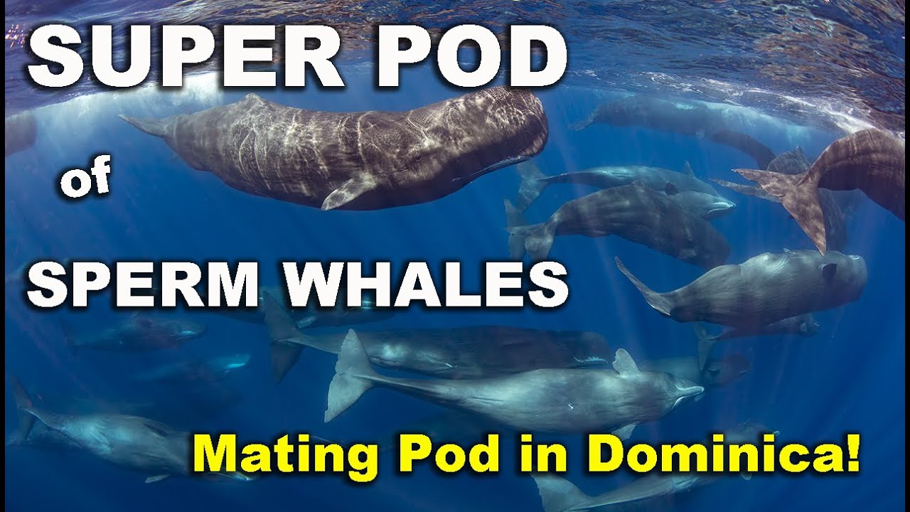 Mega Pod of Mating Sperm Whales | Rare Underwater Footage | Dominica ...