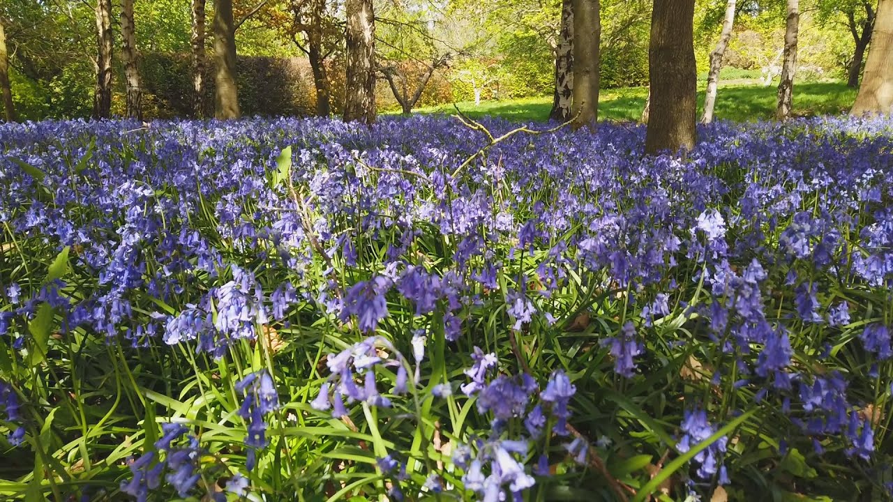 Bluebell Woods of Kent - YouTube