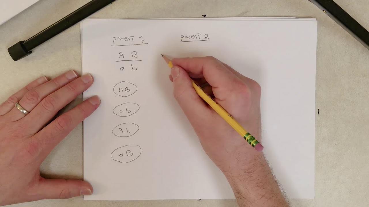 Genetics: L8-A, Calculating genetic distance from offspring phenotypes ...