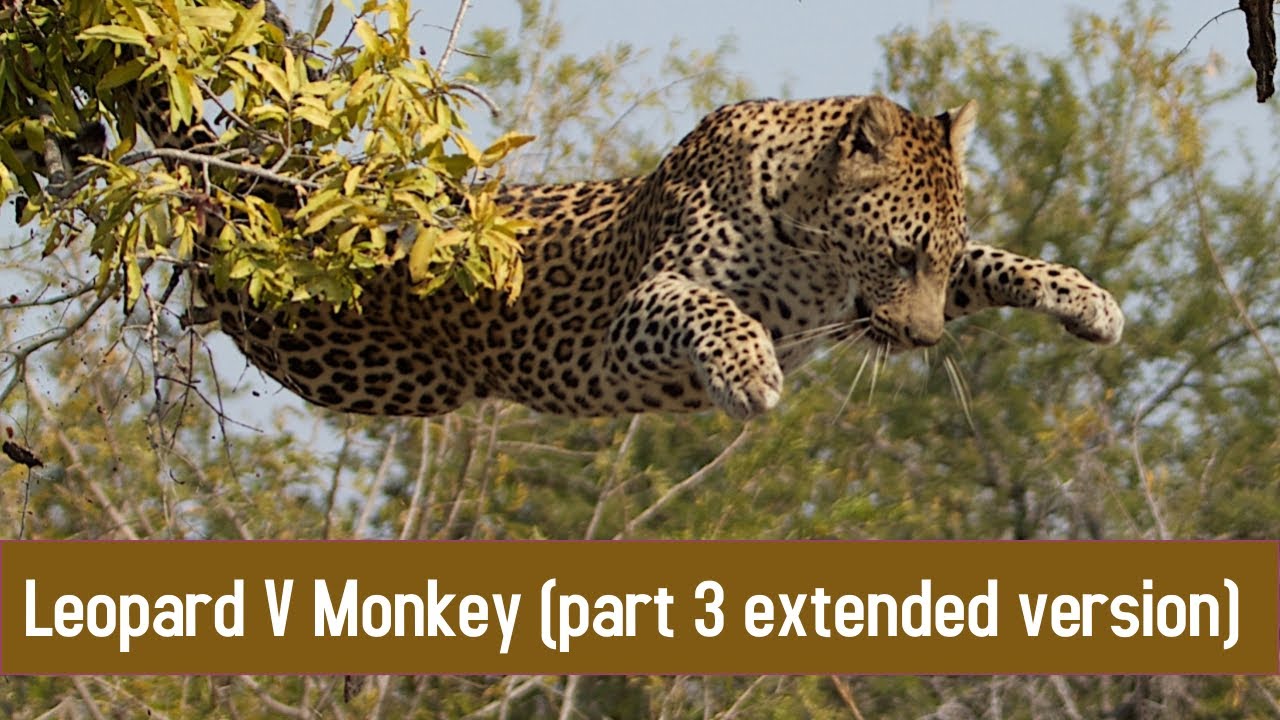 Leopard shakes Monkey from Tree (part 3 extended version - with images ...