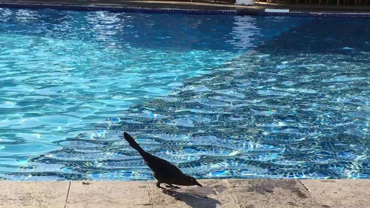 Bird drinking pool water - YouTube