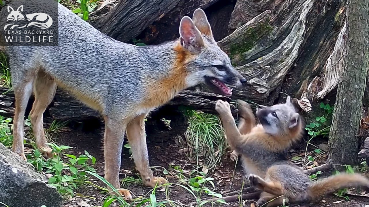 Gray fox family: Part 5 - Dolly and Frances at play - YouTube