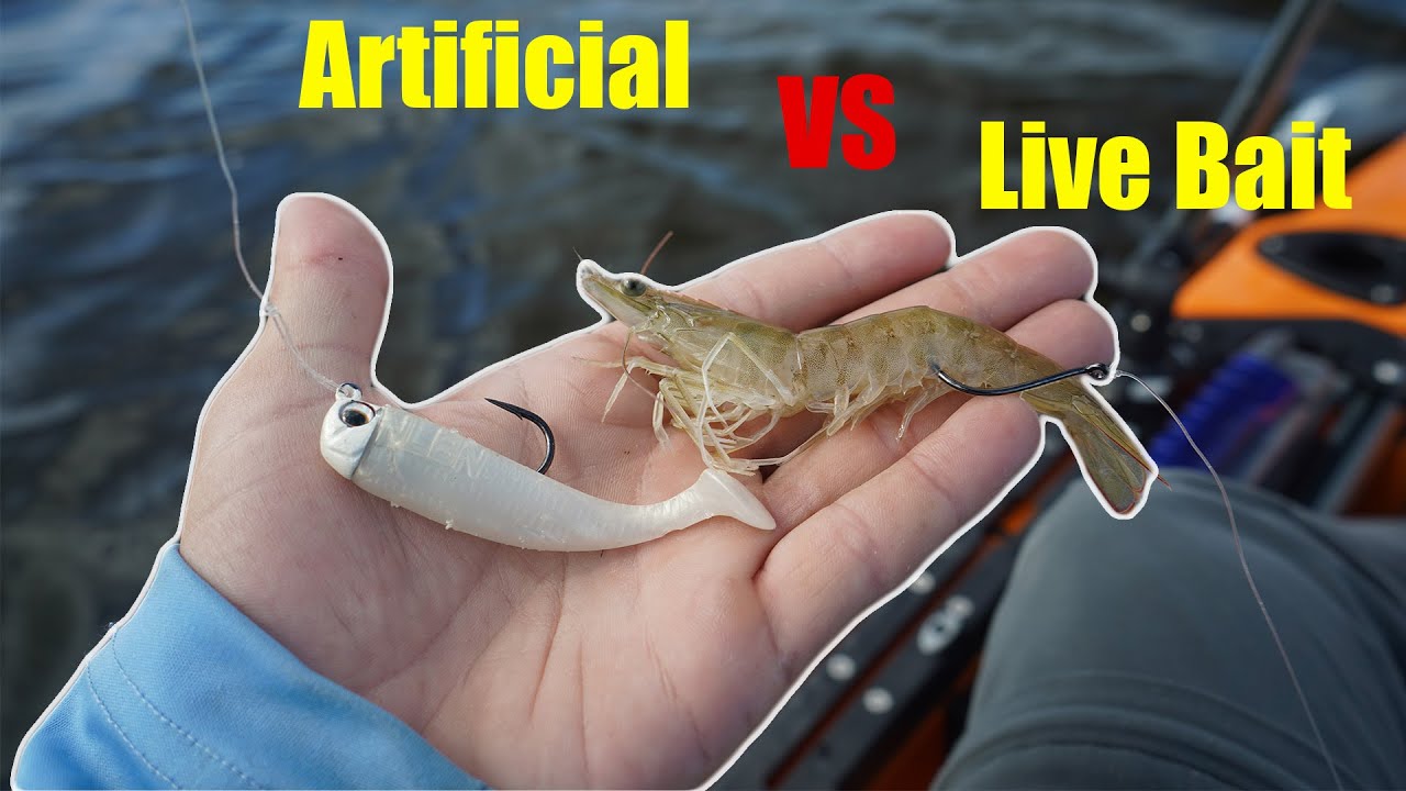NLBN vs LIVE SHRIMP! The two BEST baits for inshore fishing! - YouTube